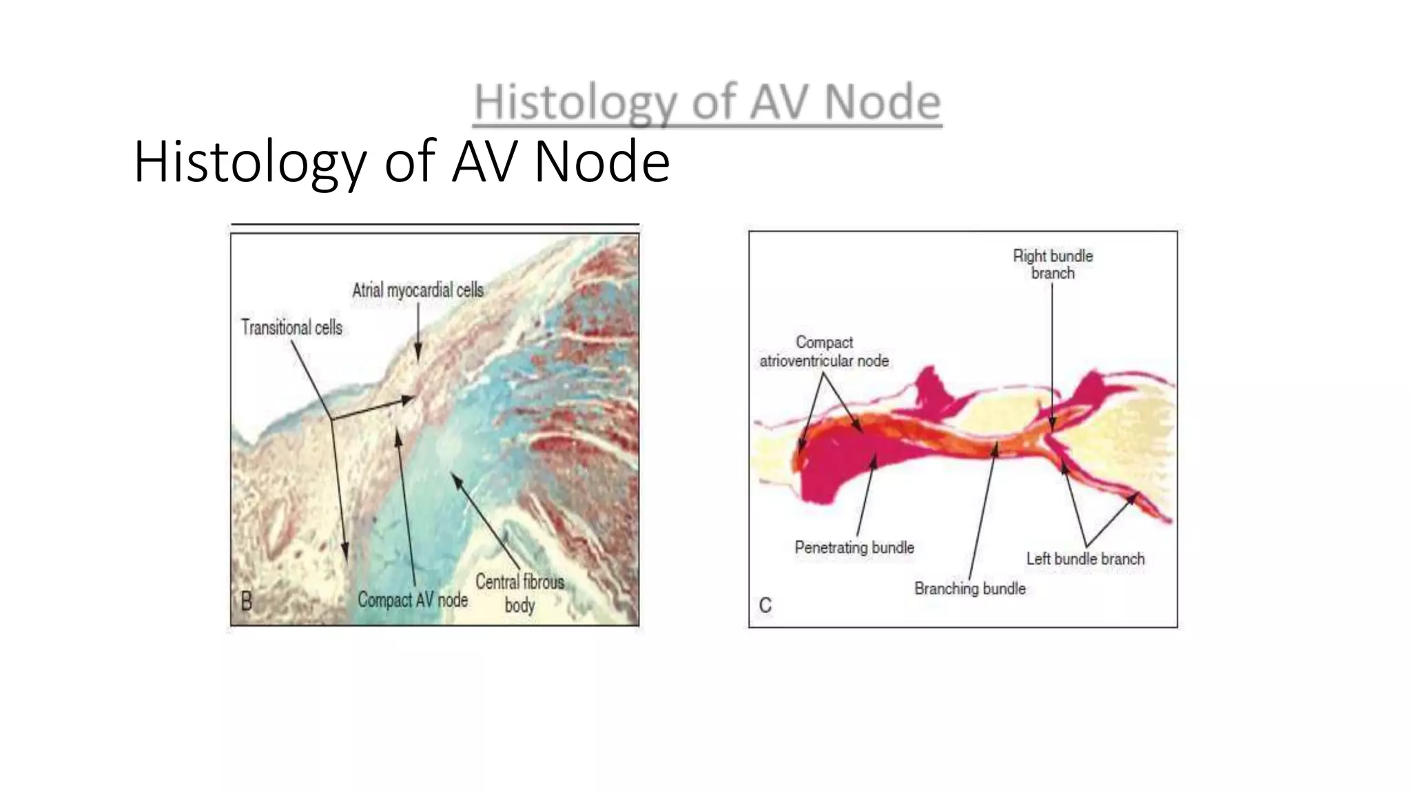 cardiac conduction system.pptx