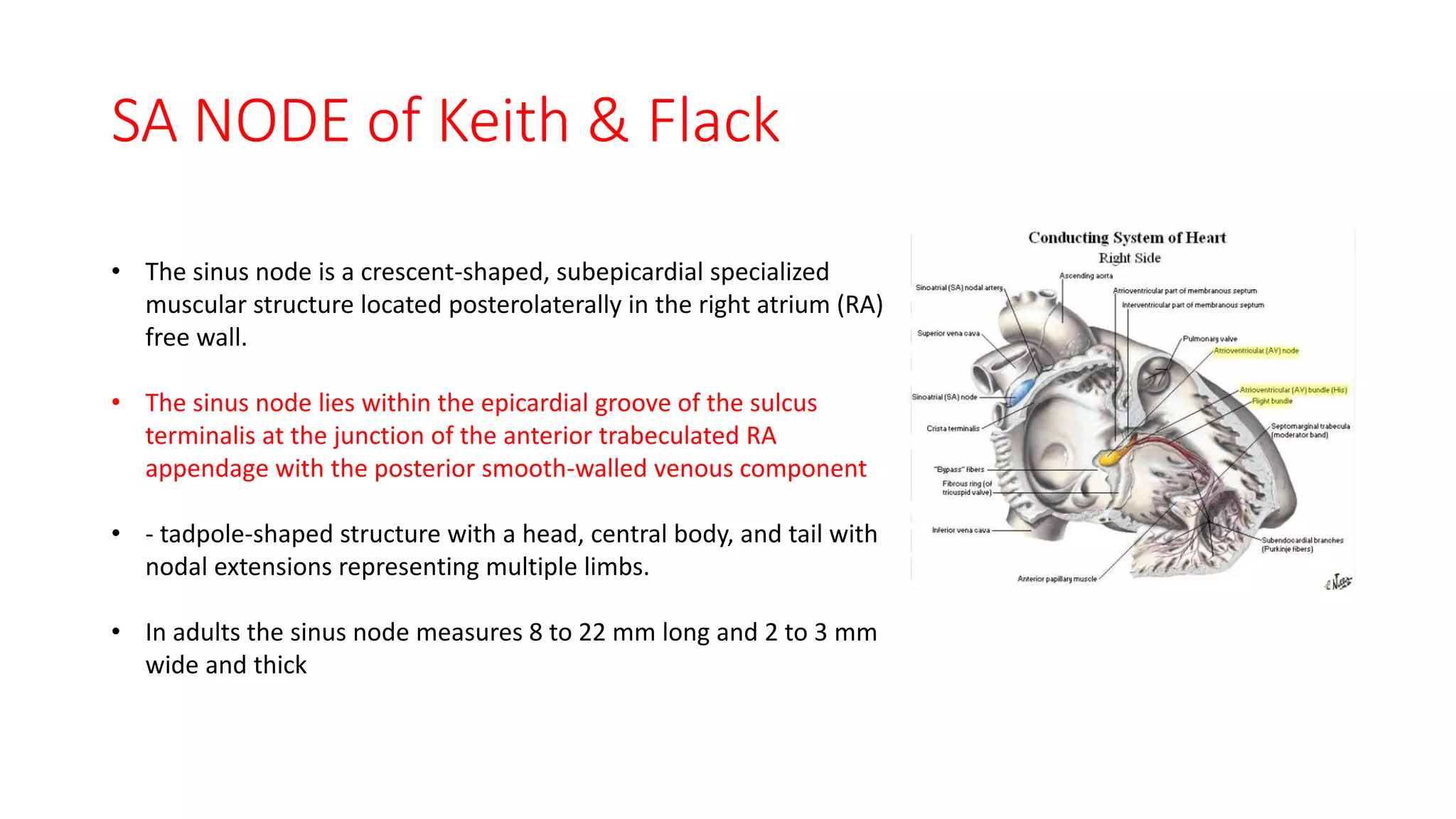 cardiac conduction system.pptx