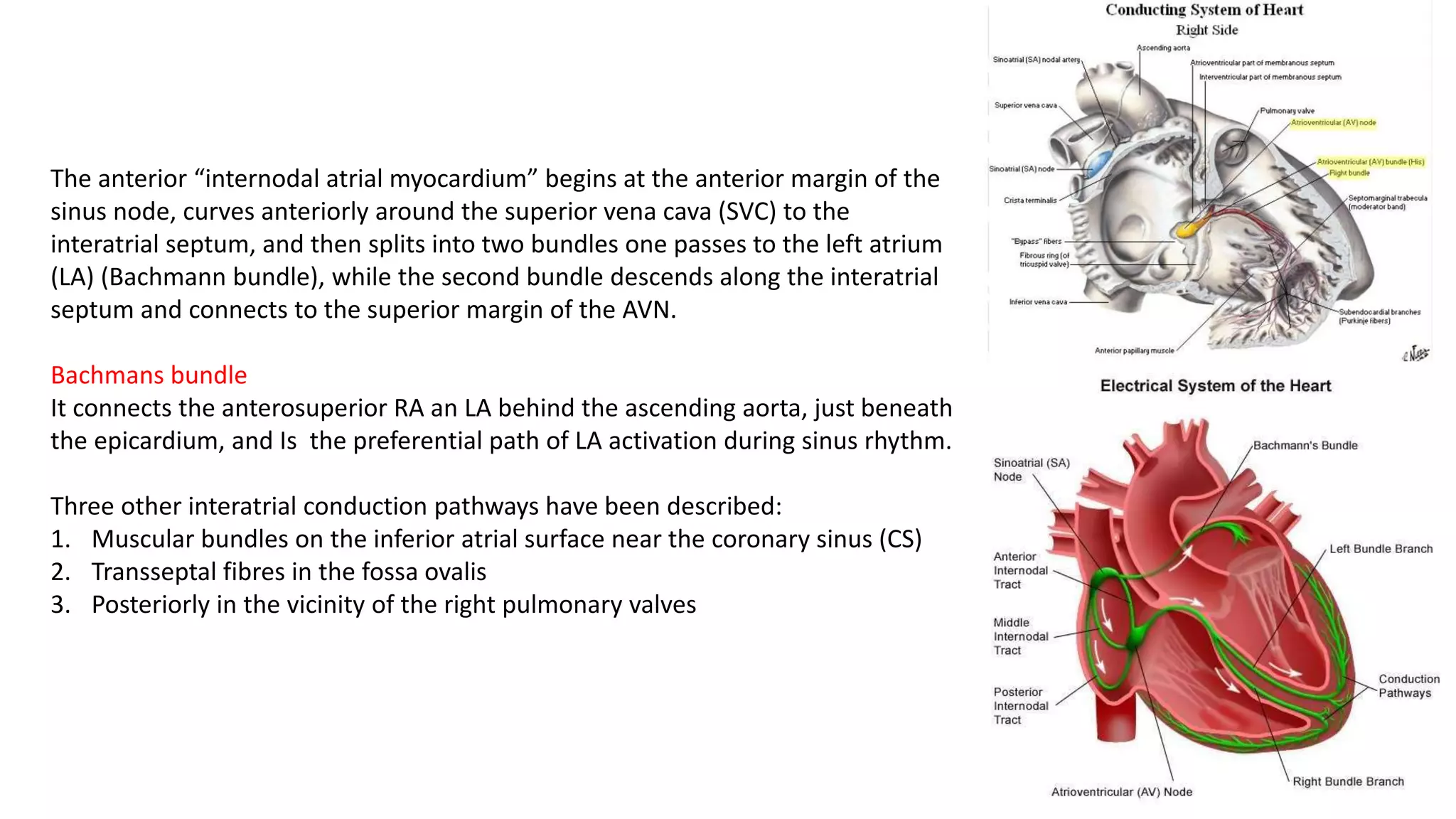 cardiac conduction system.pptx
