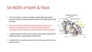 cardiac conduction system.pptx