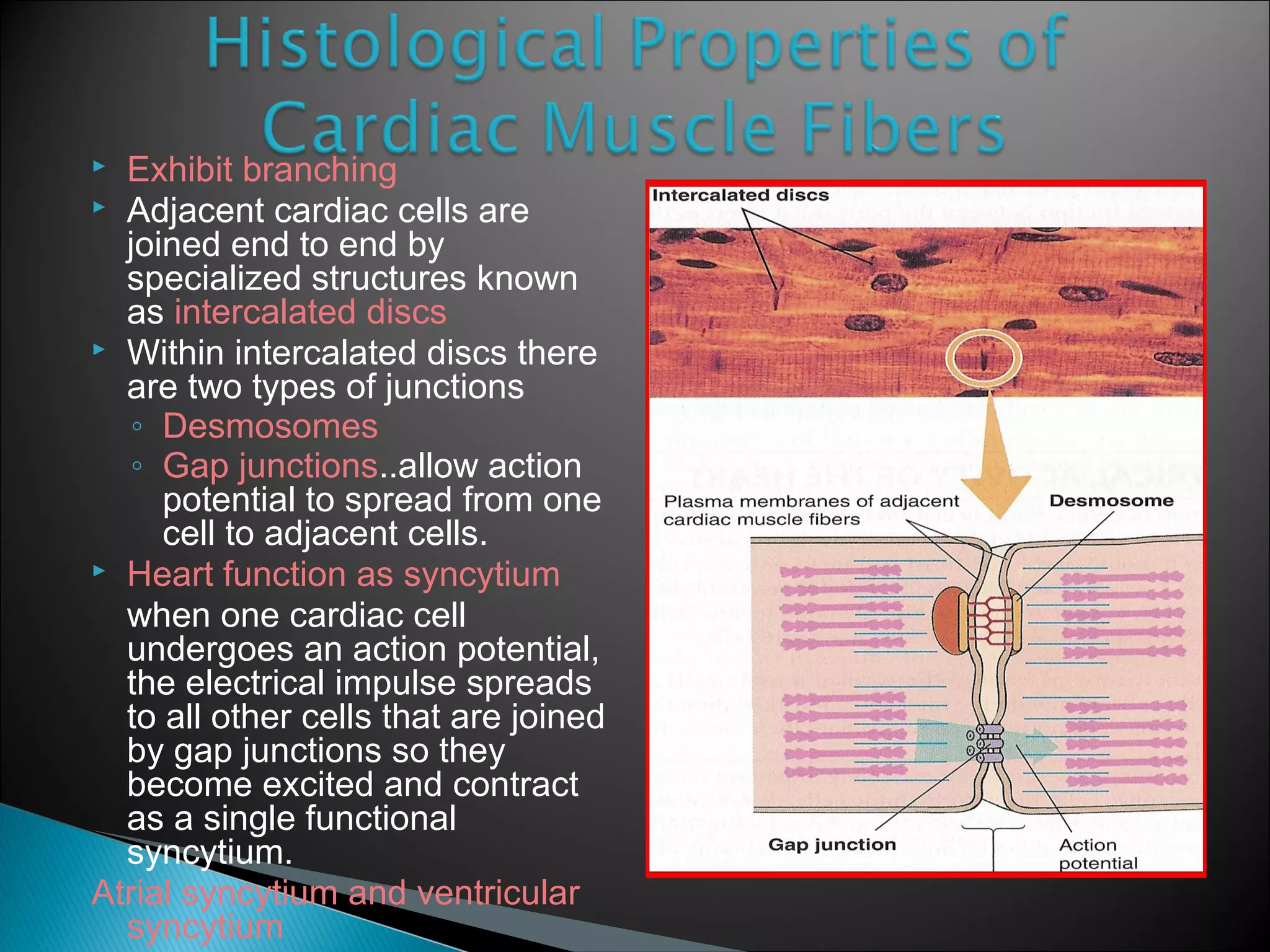 Cardiac contractility | PPT