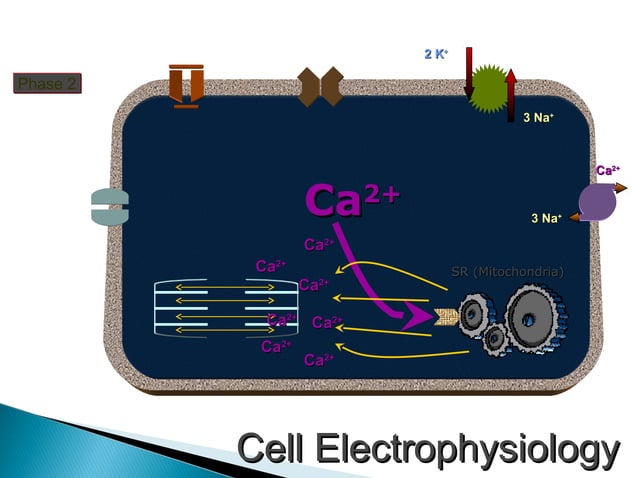 Cardiac contractility | PPT