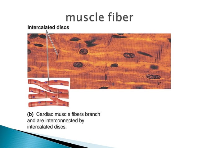 Cardiac contractility | PPT