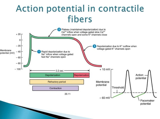 Cardiac contractility | PPT