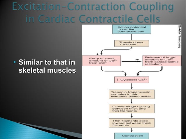 Cardiac contractility | PPT