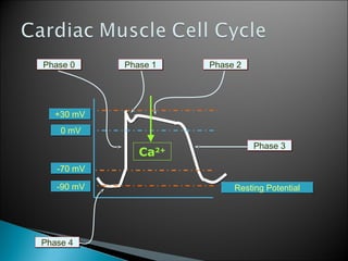 Cardiac contractility | PPT