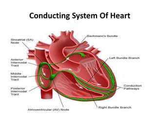 Cardiac contraction electrophysiological property | PPT
