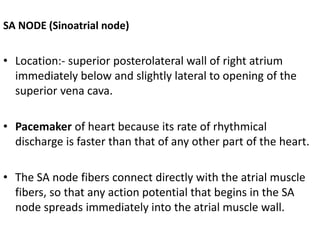 Cardiac contraction electrophysiological property | PPT