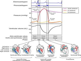 Cardiac cycle physiology ppt | PPT