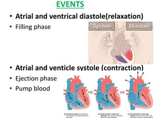 Cardiac cycle physiology ppt | PPT