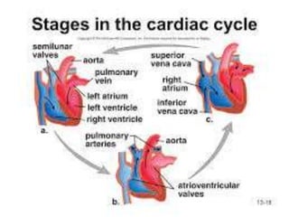 Cardiac cycle topic SlideShare | PPTX
