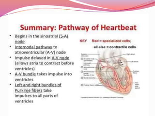 Cardiac cycle topic SlideShare | PPTX