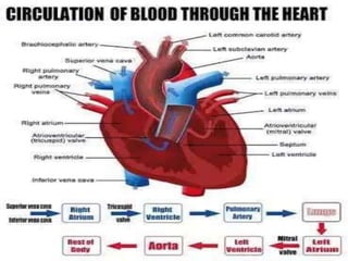 Cardiac cycle topic SlideShare | PPTX