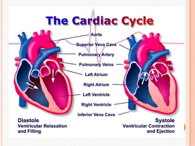 Cardiac cycle