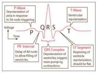 Cardiac cycle | PPTX