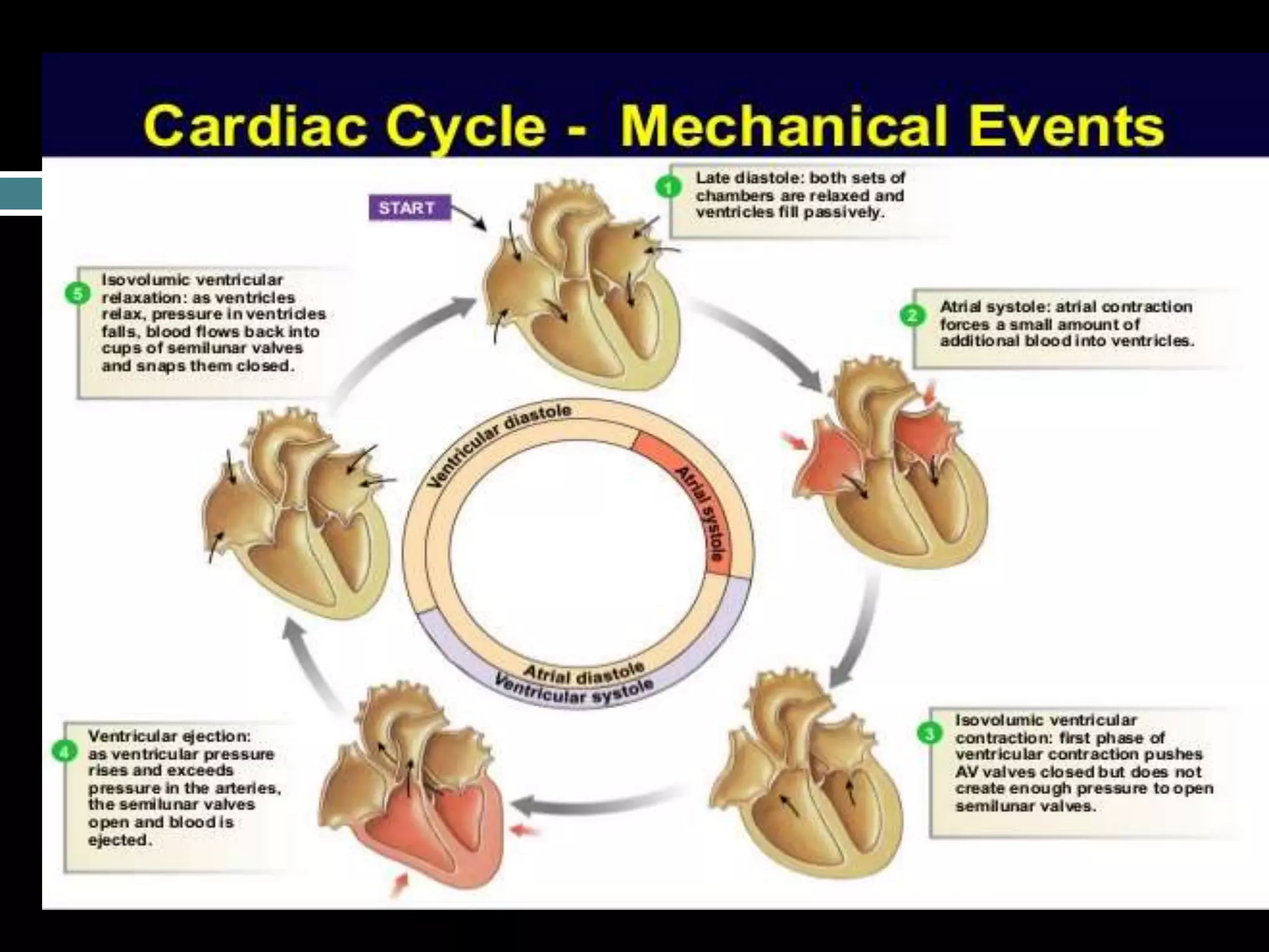 Cardiac cycle | PPT