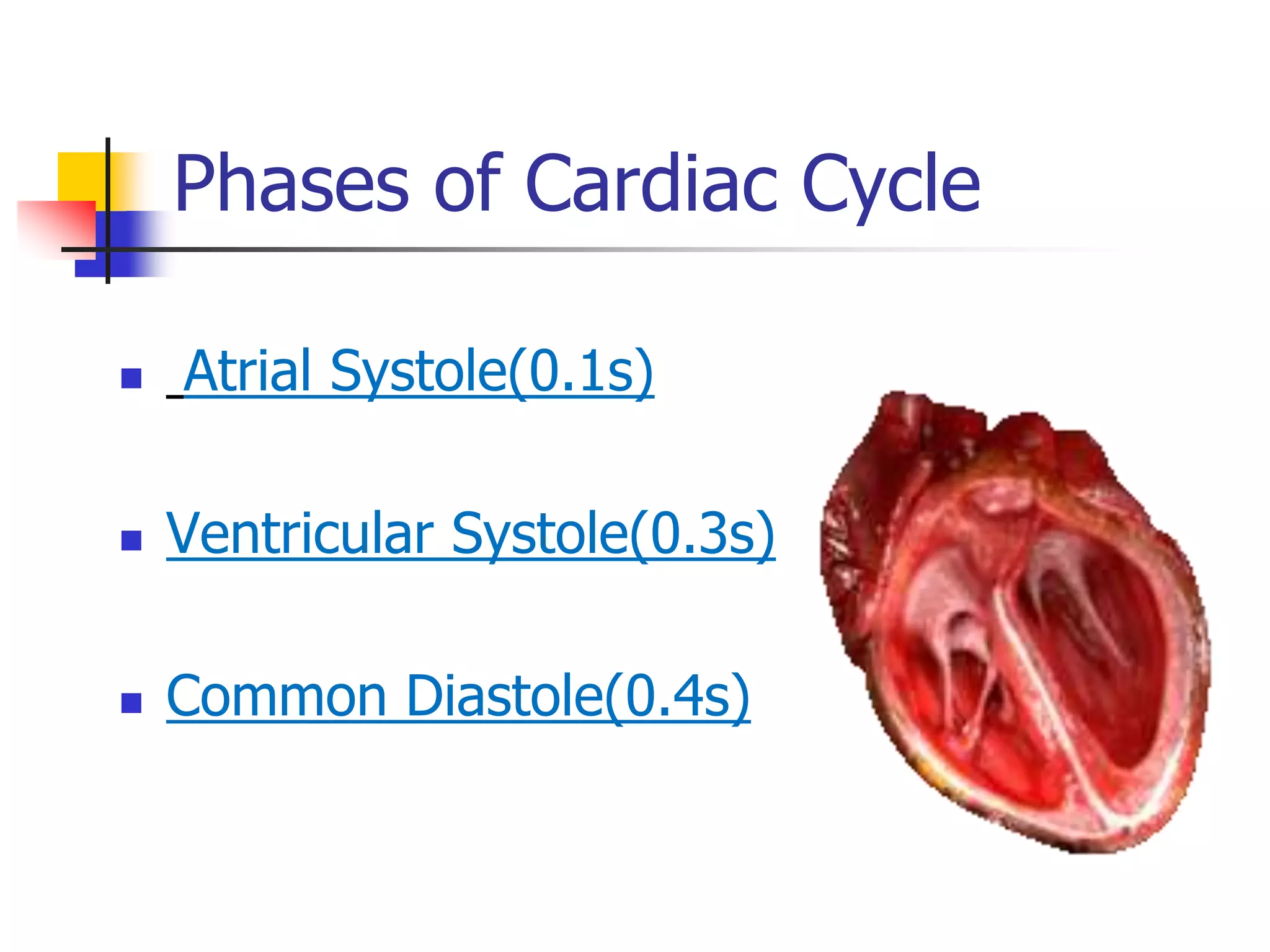 Cardiac cycle | PPT | Heart and Cardiovascular Diseases | Diseases and ...
