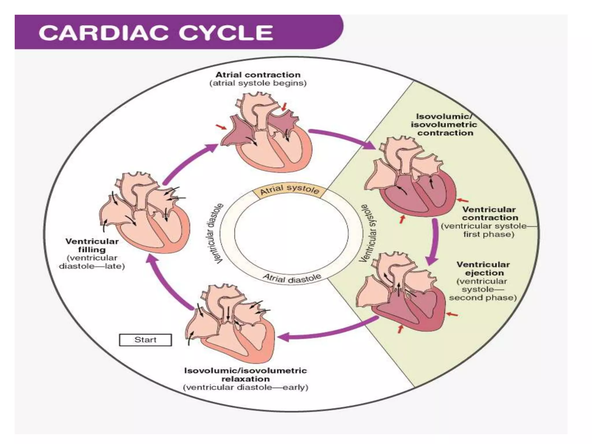 CARDIAC CYCLE.pptx