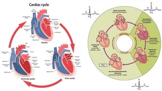 cardiac cycle.pptx