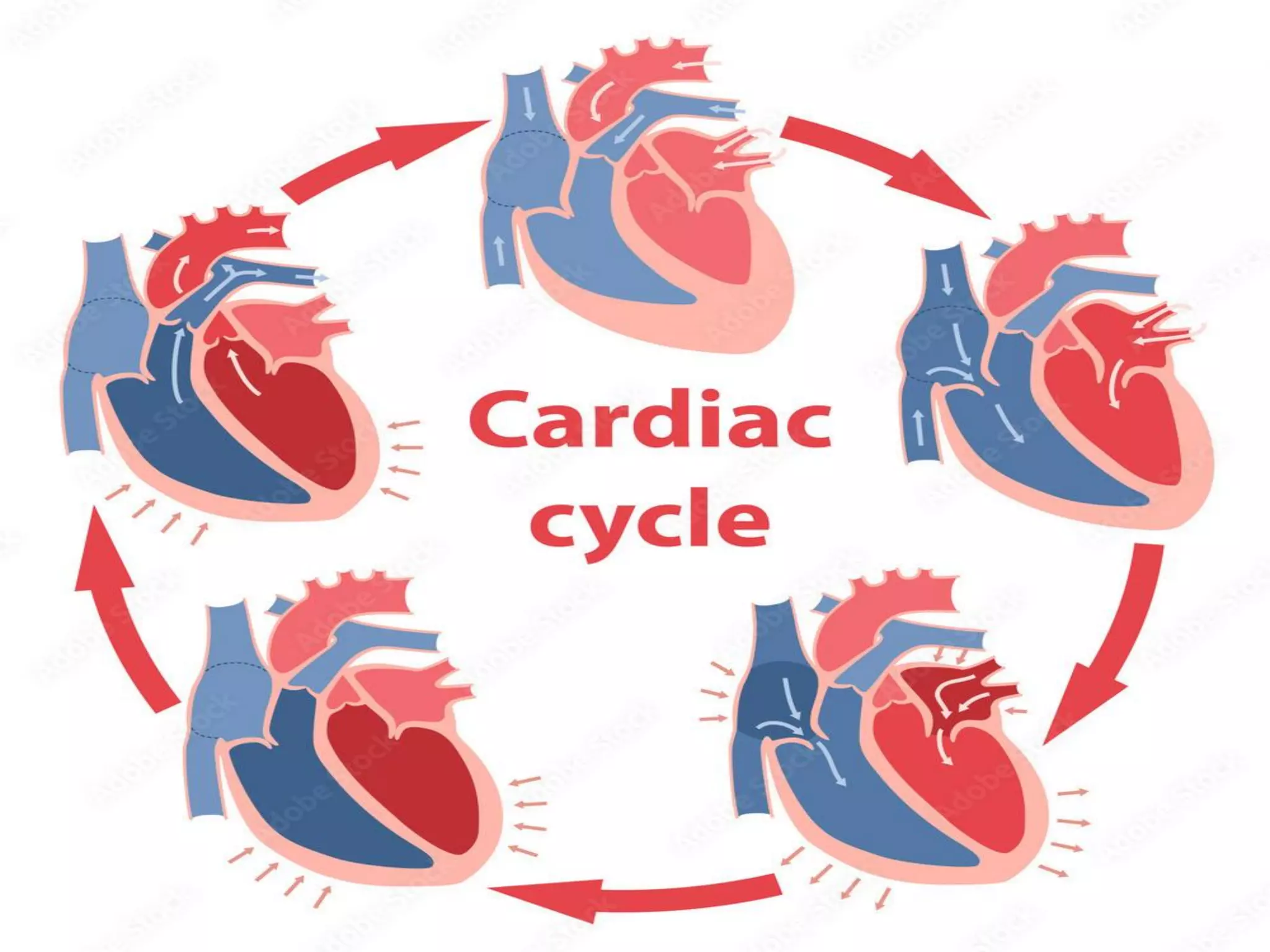 Cardiac cycle.pdf