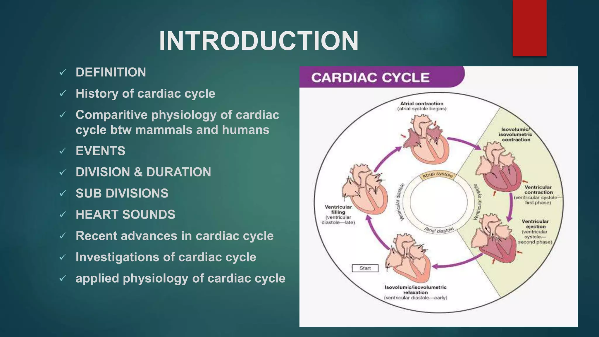 cardiac cycle.pptx