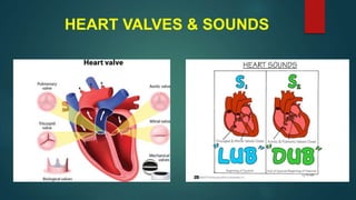 cardiac cycle.pptx