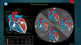 cardiac cycle.pptx