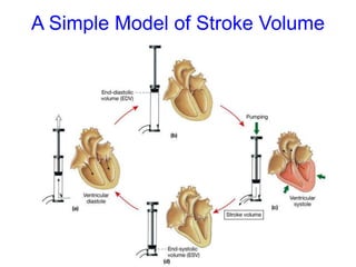cardiac cycle.ppt