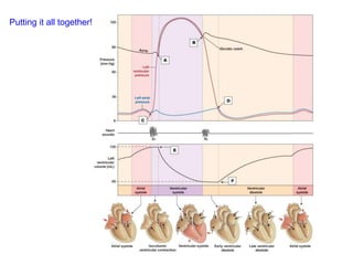 cardiac cycle.ppt
