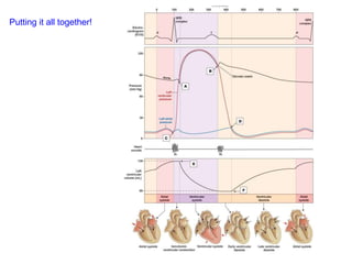 cardiac cycle.ppt