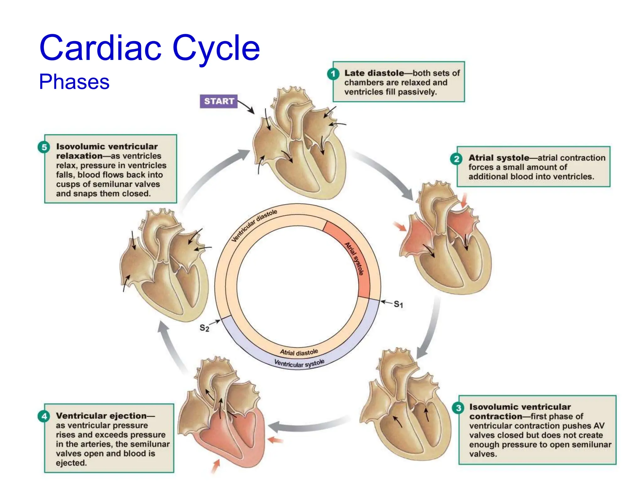 Cardiac Cycle.ppt