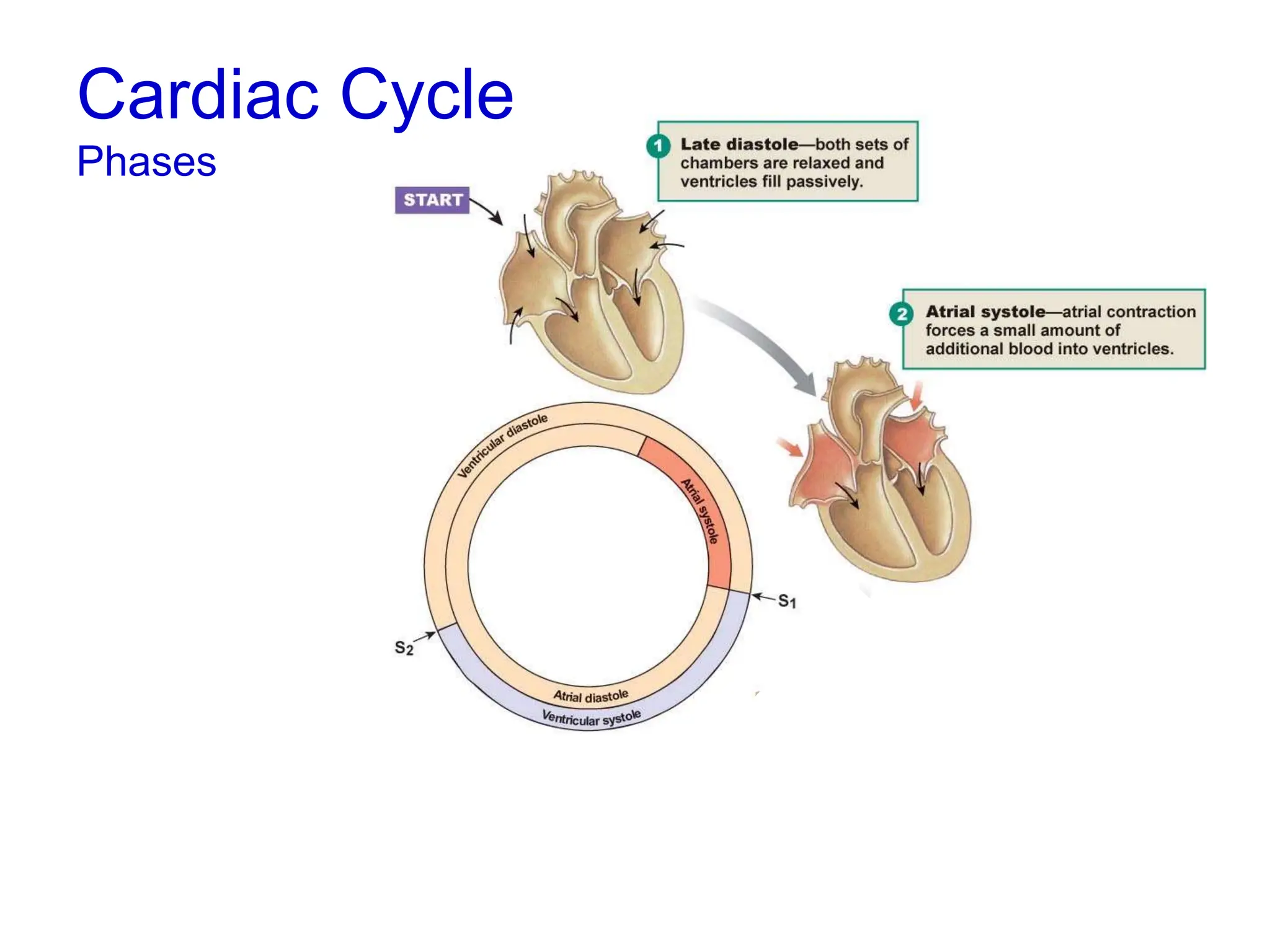 Cardiac Cycle.ppt
