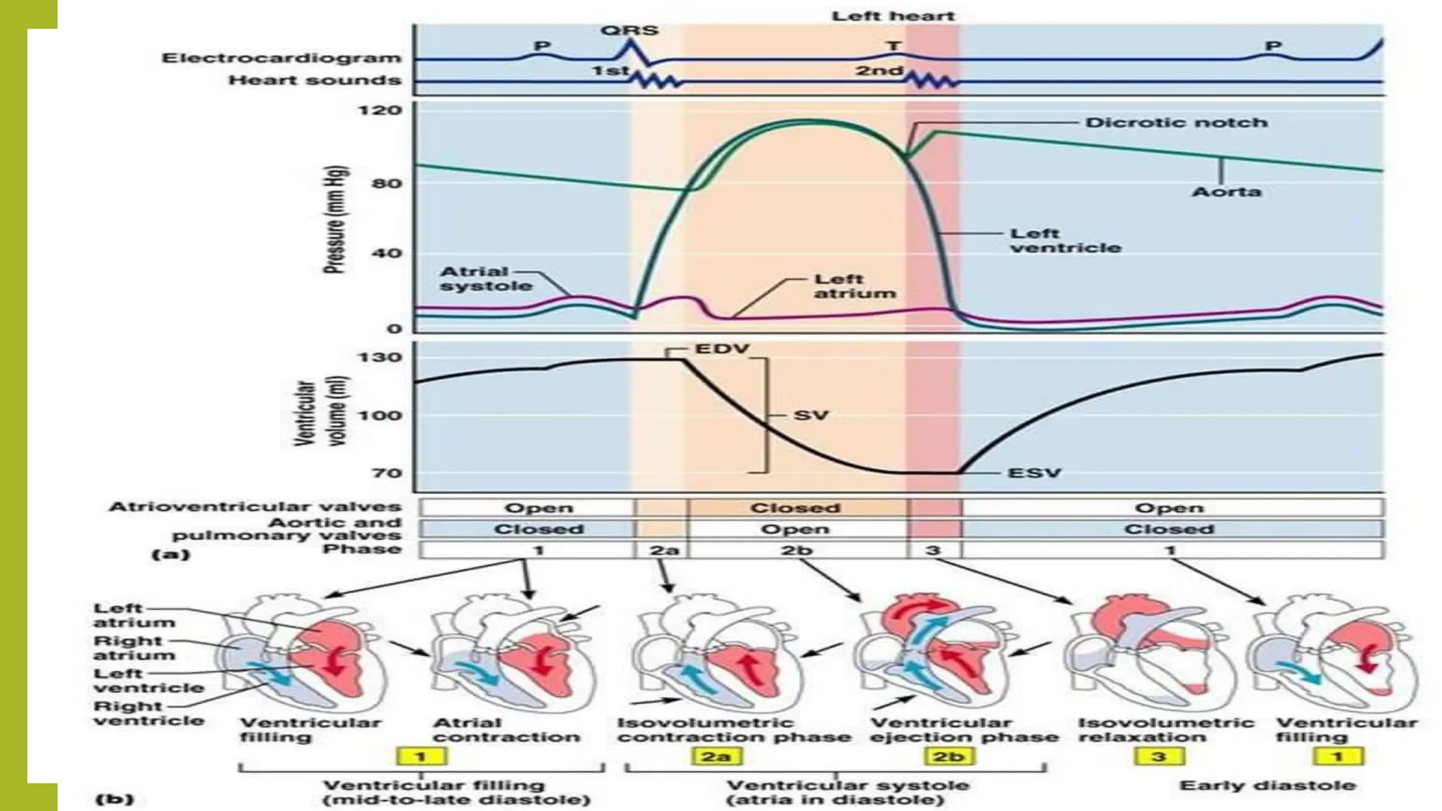 HUMAN CARDIAC CYCLE .presentation cardiology | PPTX