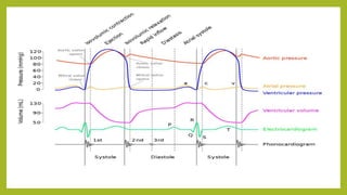 HUMAN CARDIAC CYCLE .presentation cardiology | PPT
