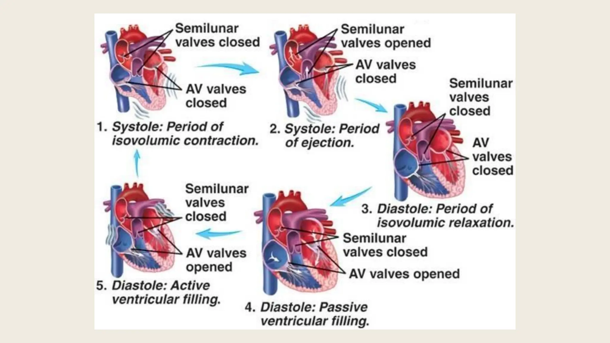 Cardiac cycle of heart in physiology pdf | PDF