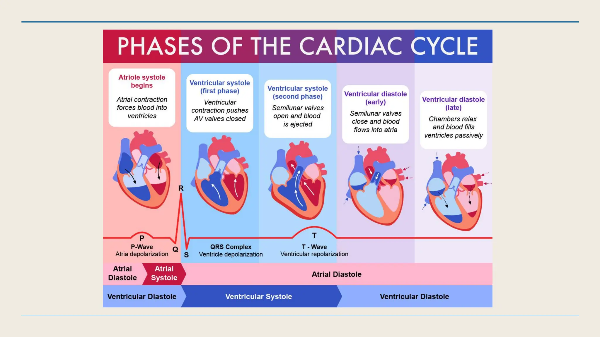 Cardiac cycle of heart in physiology pdf | PDF