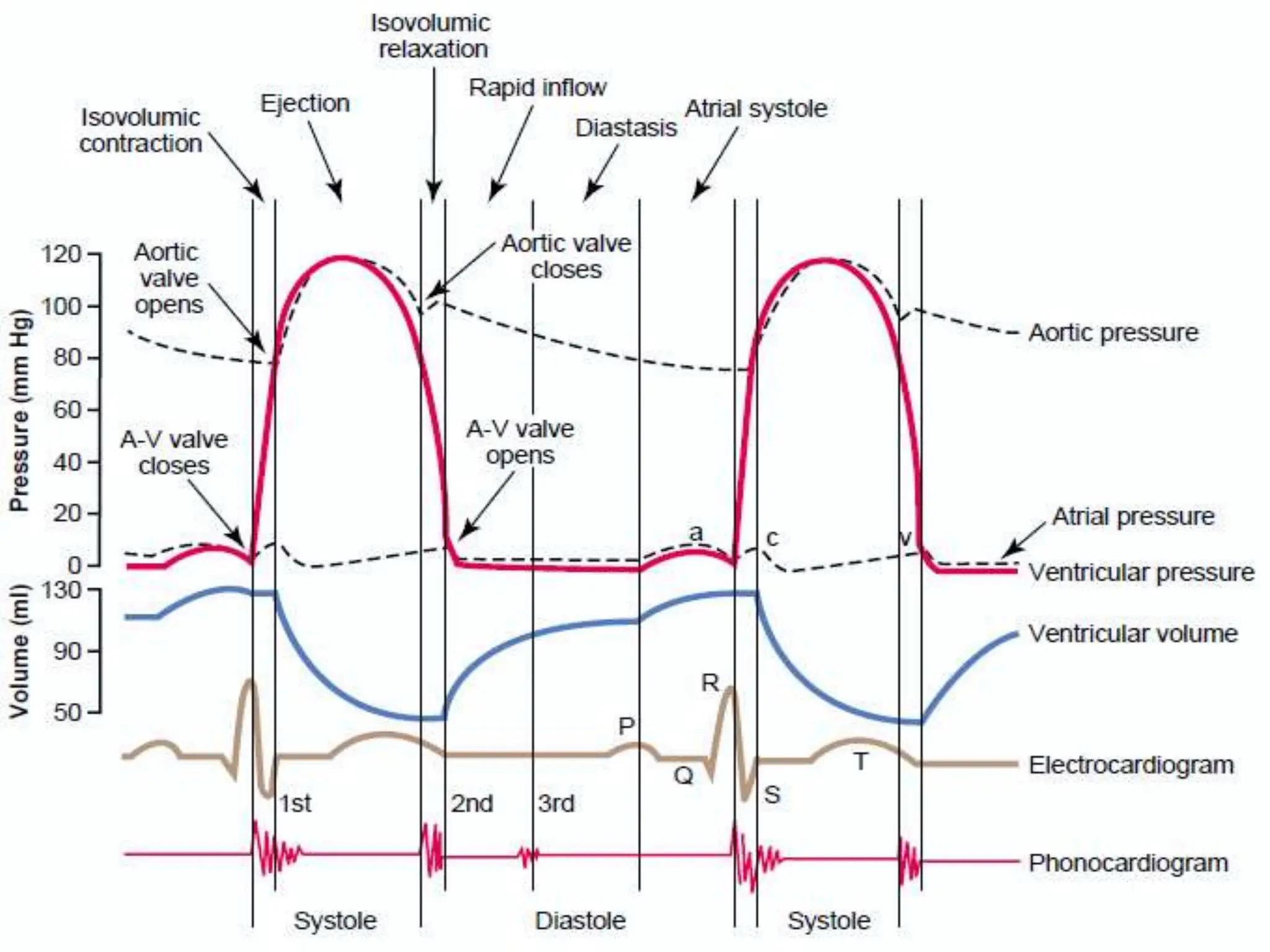 Cardiac Cycle and its various phases shown | PPTX