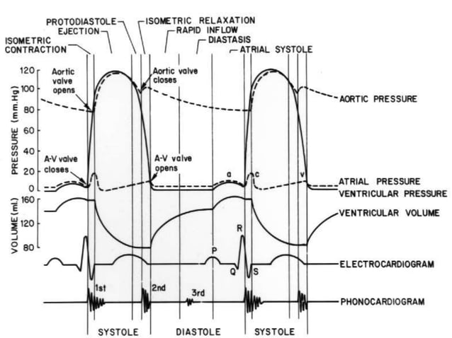 Cardiac Cycle and its various phases shown | PPT