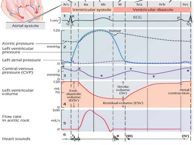 Cardiac Cycle and its various phases shown | PPT