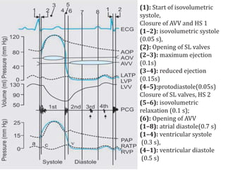 Cardiac Cycle and its various phases shown | PPTX