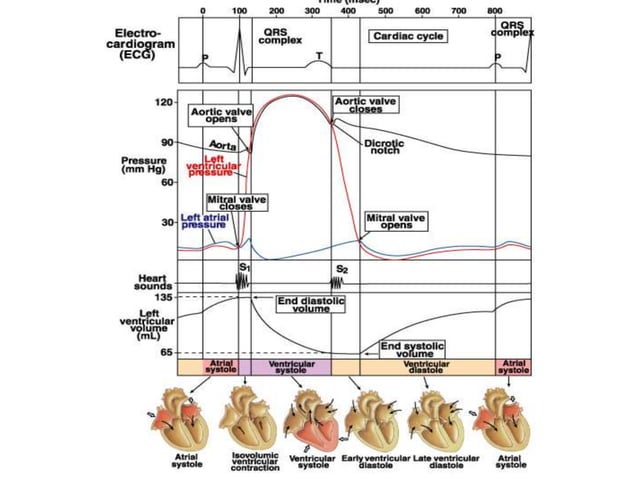 Cardiac Cycle and its various phases shown | PPT