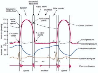 Cardiac Cycle and its various phases shown | PPTX