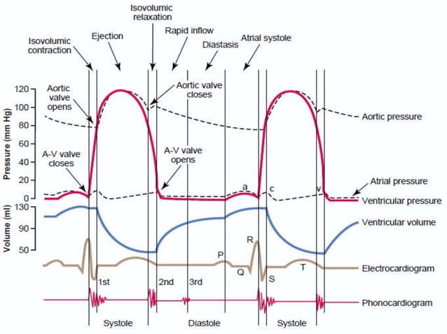Cardiac Cycle and its various phases shown | PPT