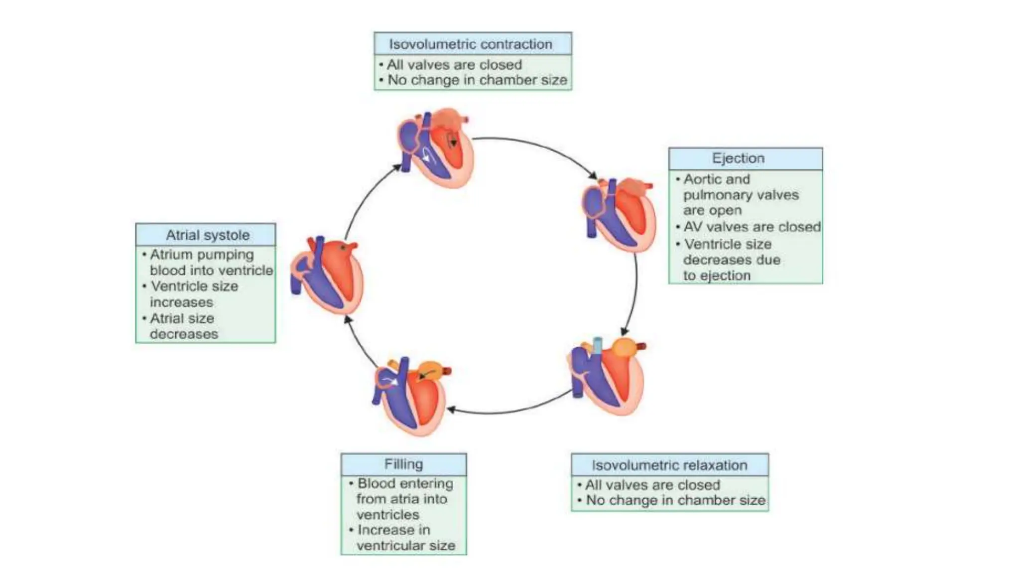 Cardiac cycle physiology and clinical importance | PPTX