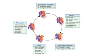 Cardiac cycle physiology and clinical importance | PPTX