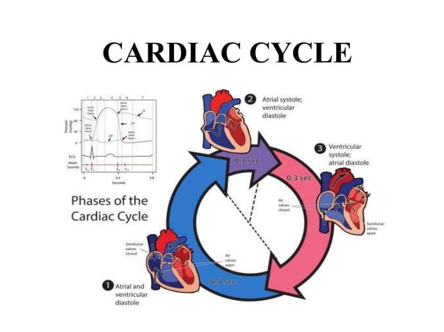 cardiac cycle PDF Systole and diastole | PPT