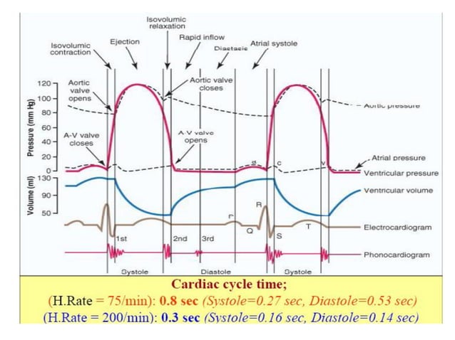 cardiac cycle PDF Systole and diastole | PDF | Heart and Cardiovascular ...