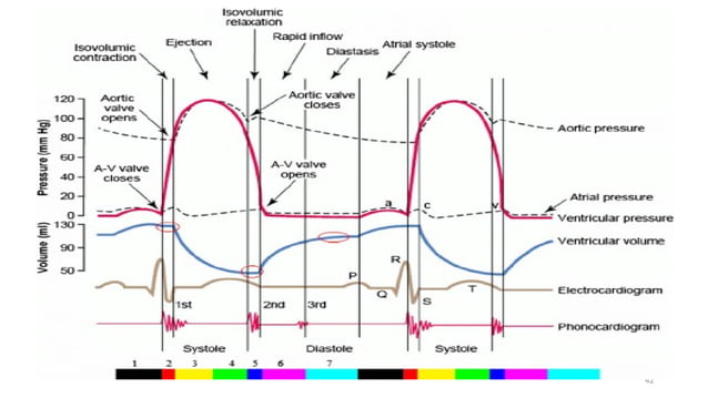 physiological event during cardiac cycle | PPT