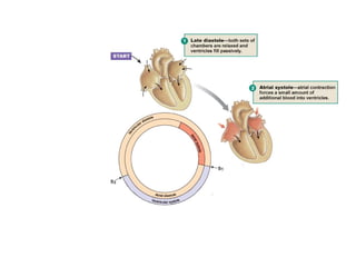 Cardiac Cycle-Events, phases, & duration.pptx