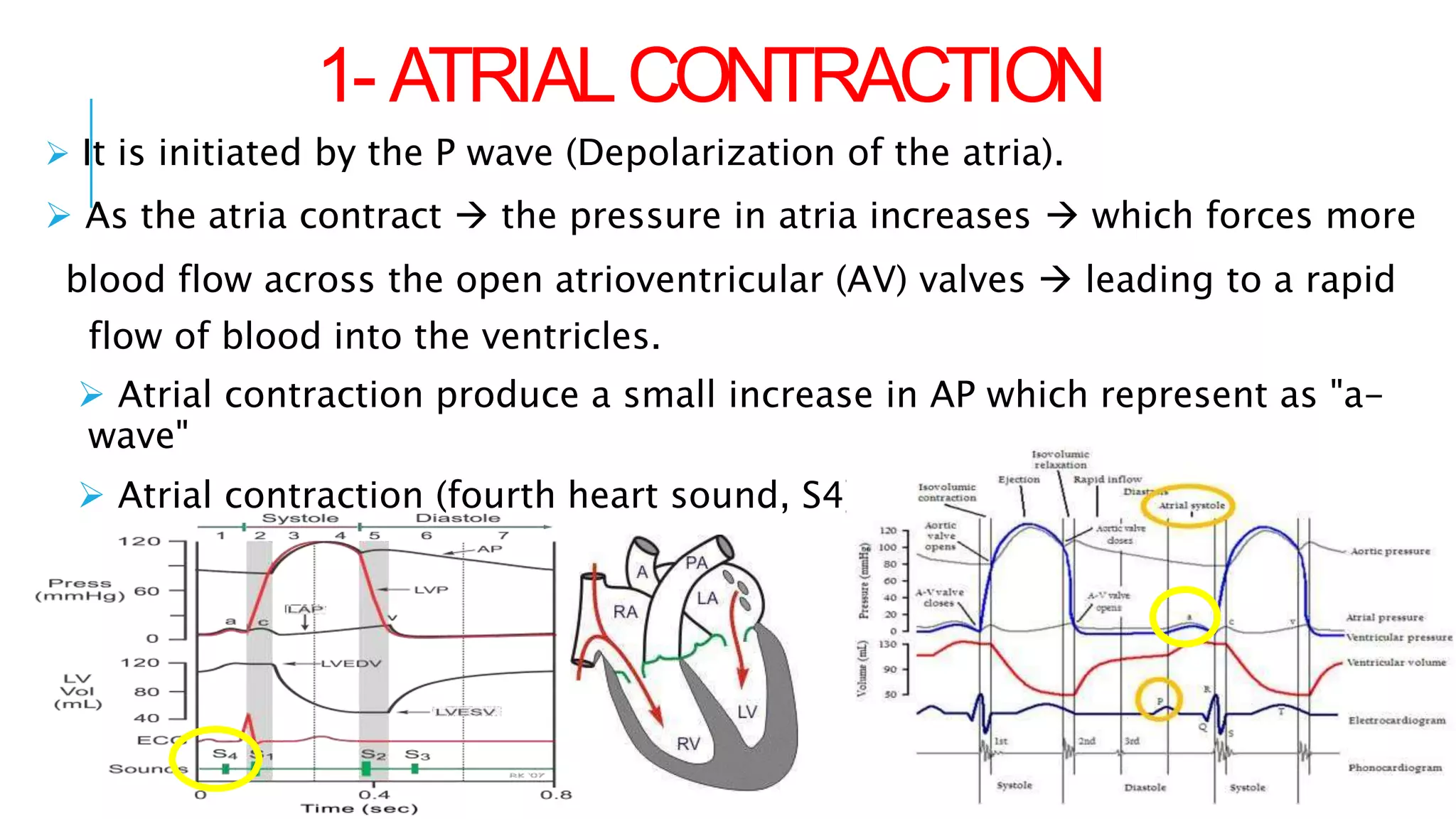 Cardiac cycle- day 4.pptx